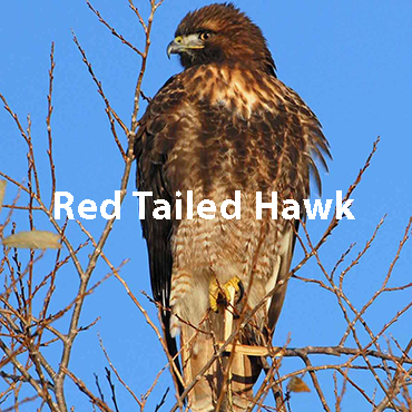 Red Tailed Hawk – Walk Portage Path